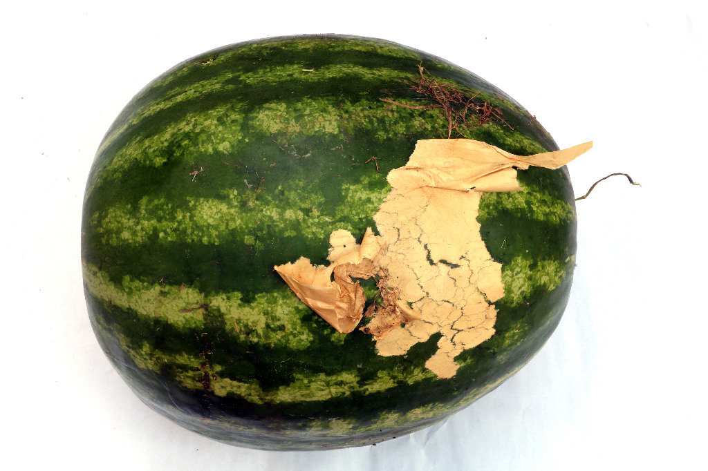 Sujidade - papel (2).JPG — Ministério da Agricultura e Pecuária