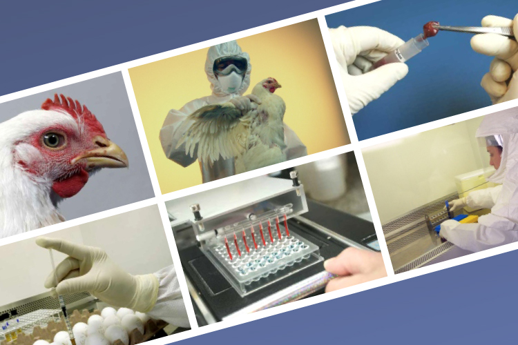 Imagens — Ministério da Agricultura e Pecuária