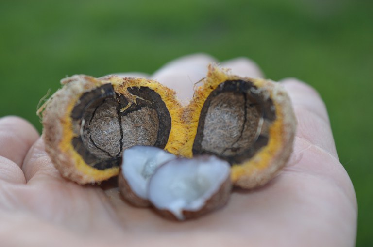 macaba2iStock.jpg — Ministério da Agricultura e Pecuária