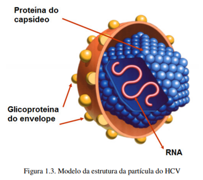 Hepatite C — Departamento de HIV, Aids, Tuberculose, Hepatites Virais e ...
