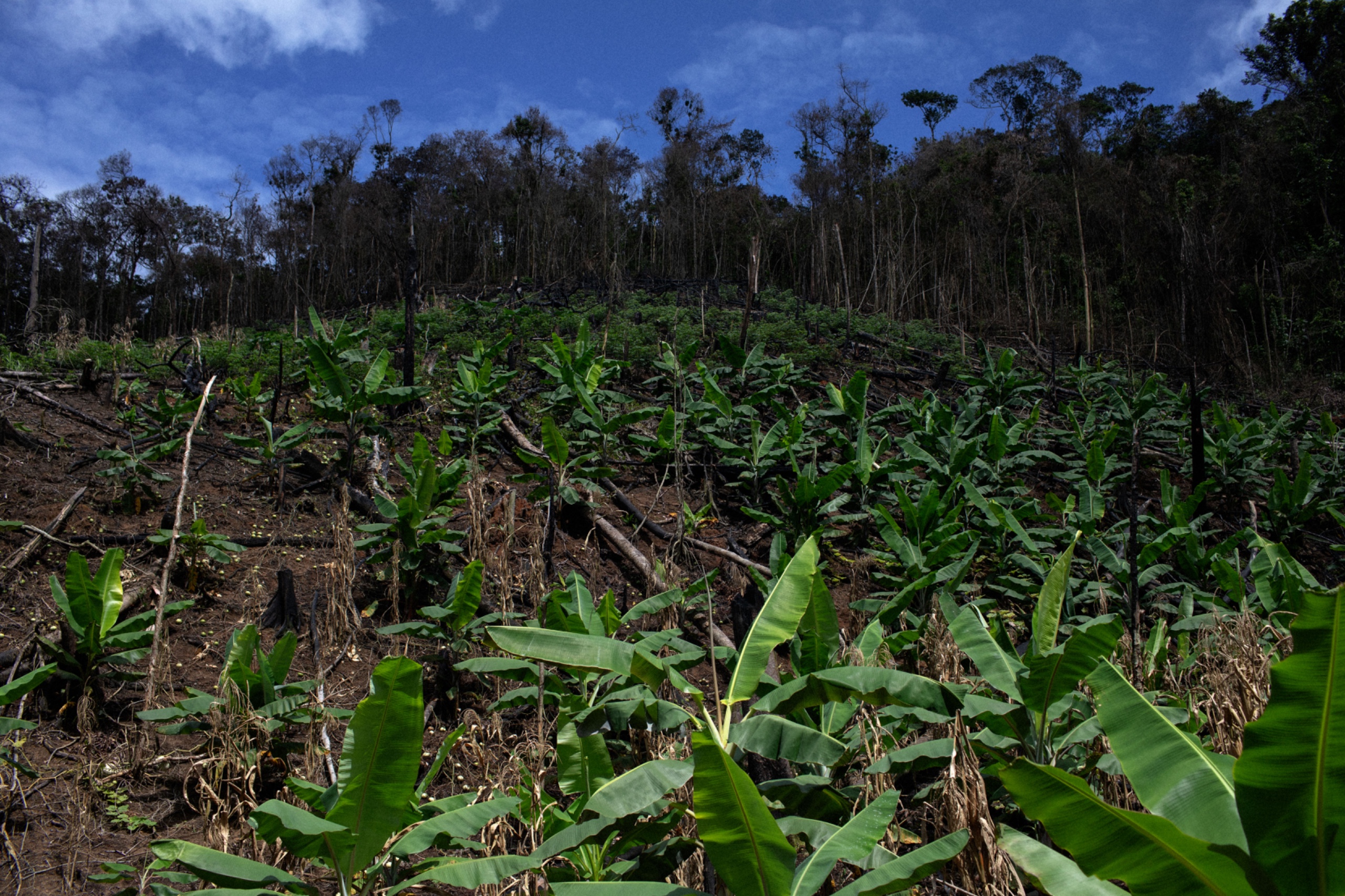 Plantio Yanomami.jpeg — Casa Civil