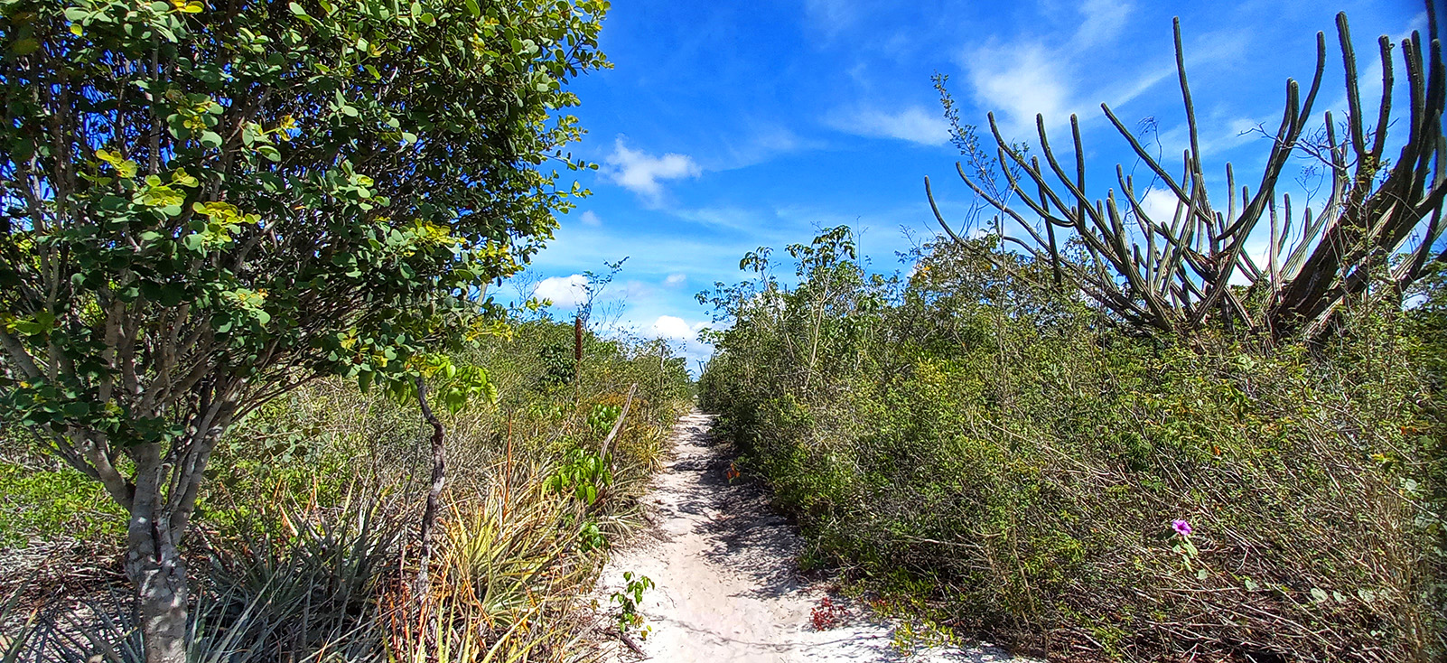 Cetene — Centro de Tecnologias Estratégicas do Nordeste - CETENE