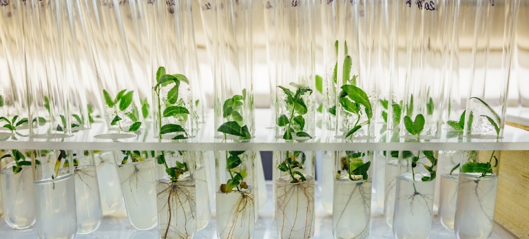 Cetene — Centro de Tecnologias Estratégicas do Nordeste - CETENE