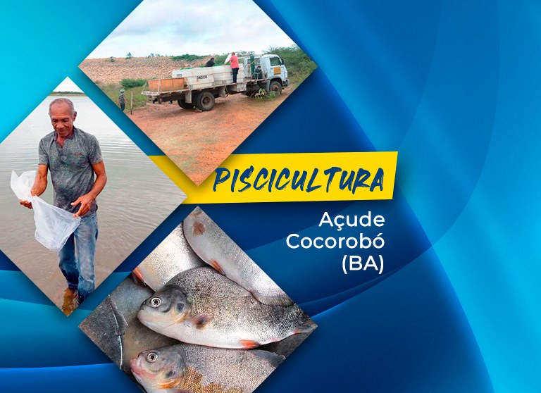70 mil peixes foram distribuídos no Açude Cocorobó, em Canudos (BA ...