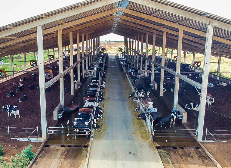 Compost Barn: DNOCS aposta em sistema inovador para uma pecuária ...