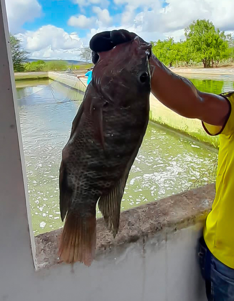 Semana Santa: DNOCS distribui 6 toneladas de peixes para a população do ...