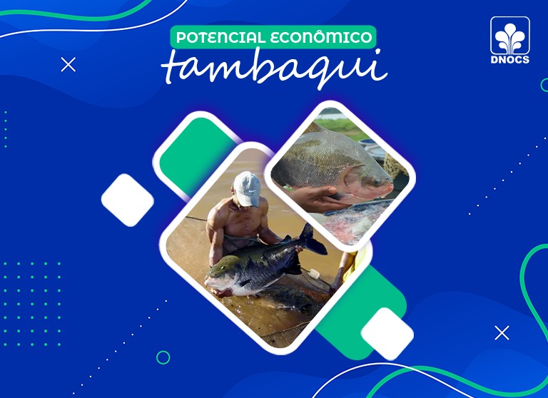 Tambaqui: visibilidade econômica que atrai grandes potências ...
