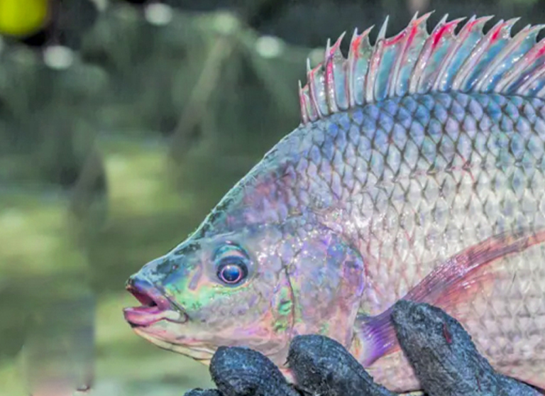 Diferentes Tipos De Peixes De Agua Doce De Estimacao Diferenças Entre