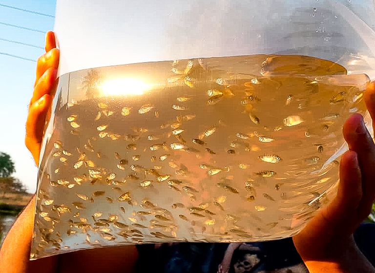 Conheça a técnica que contribui para a reprodução de peixes ...