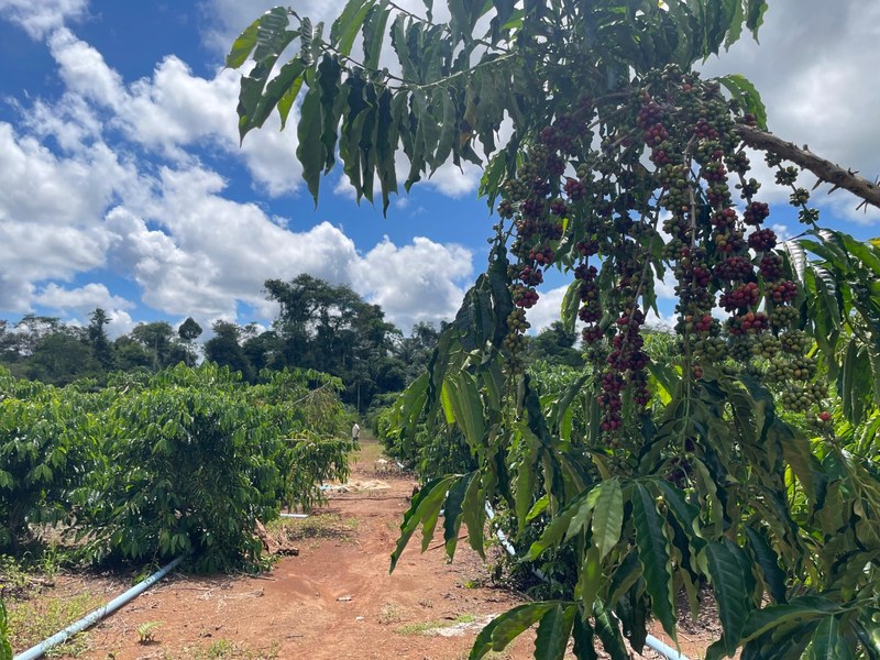 Café Paiter-Suruí: produção indígena com apoio da Funai traz benefícios ...