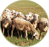 Padrão Racial de Ovinos: raça Lacaune — FUNDAJ