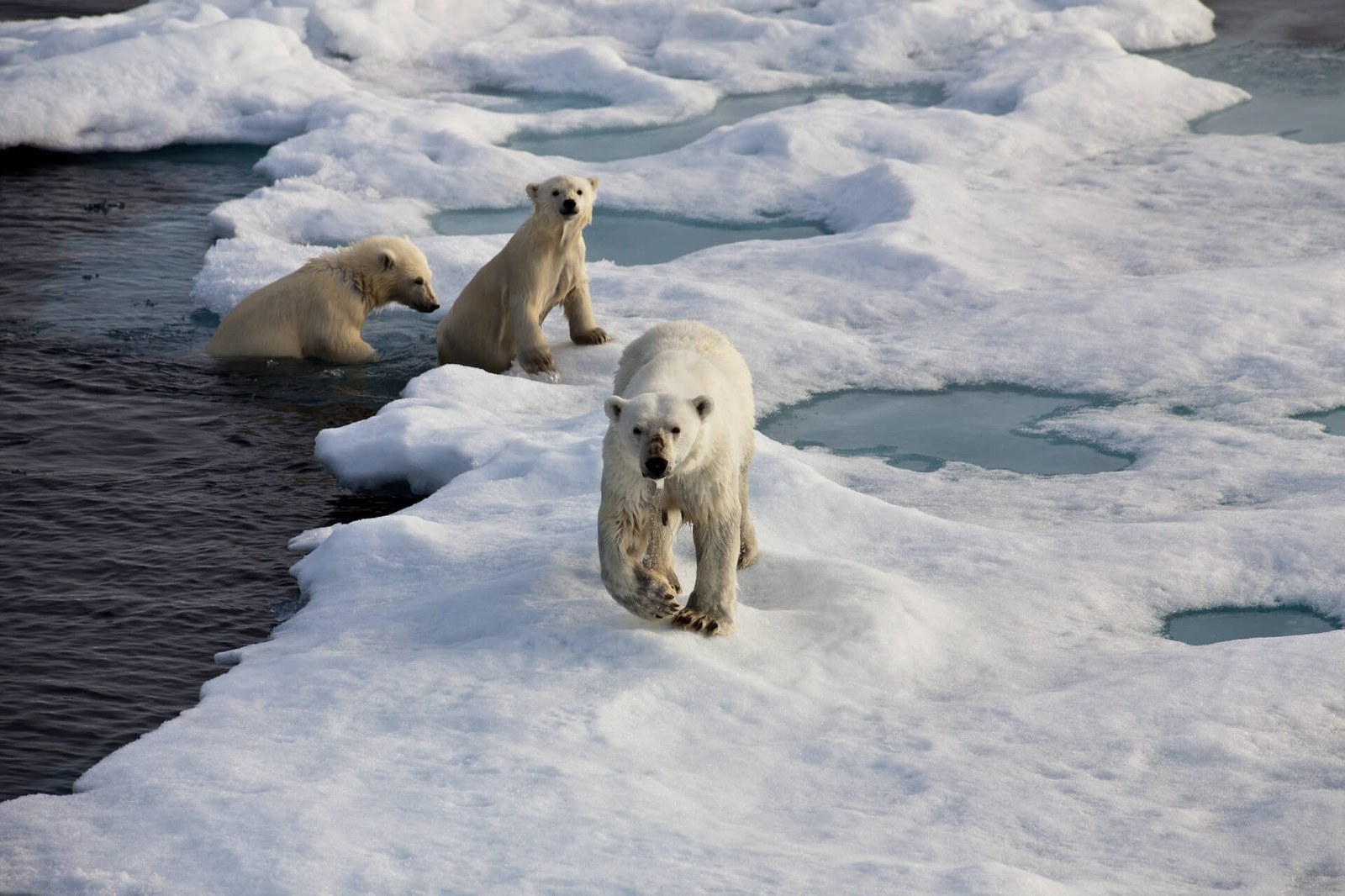 Environmental injustice: the relationship between public debt and ...