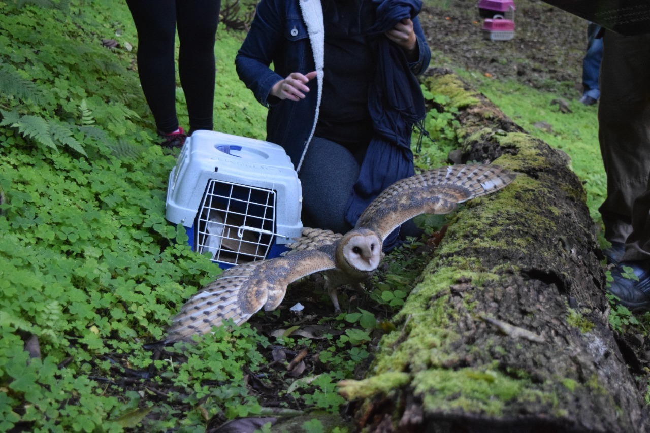 2022-06-24_Coruja_Cetas_foto_Fernanda_Liborio_Cetas_Ibama_RS.jpg — Ibama