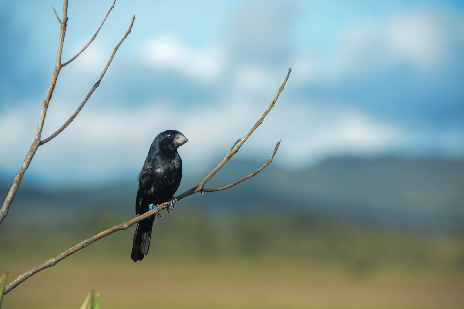 Sistema SisPass terá maior segurança na gestão do plantel — Ibama