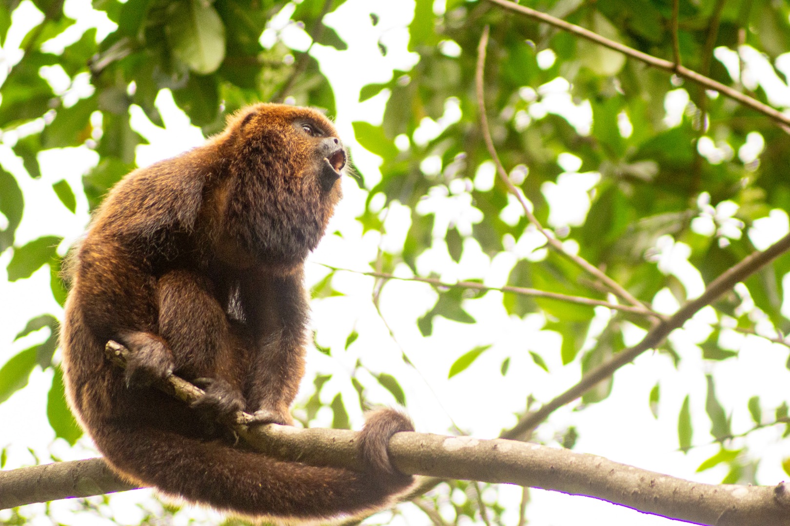 2025-05-27 Bugio, um dos gêneros de fauna encontrados na Mata Atlântica ...
