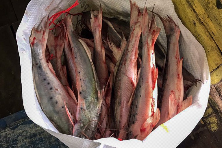 2019-09-Piracatinga-02.jpg — Ibama