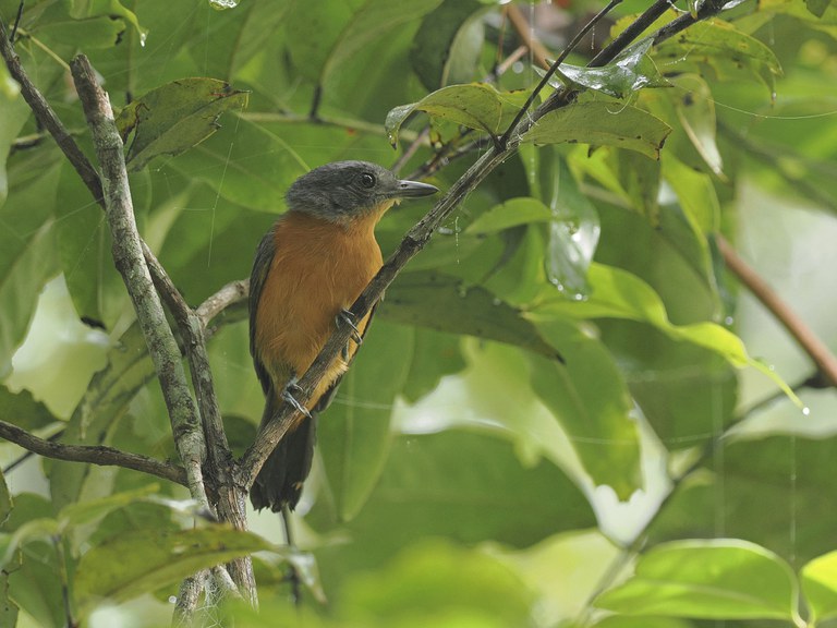 Choca-Do-Acre Thamnophilus divisorius-Observação Jonathan Newman ...