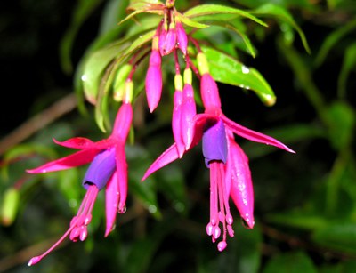 Imagens e Vídeos — Instituto Chico Mendes de Conservação da Biodiversidade