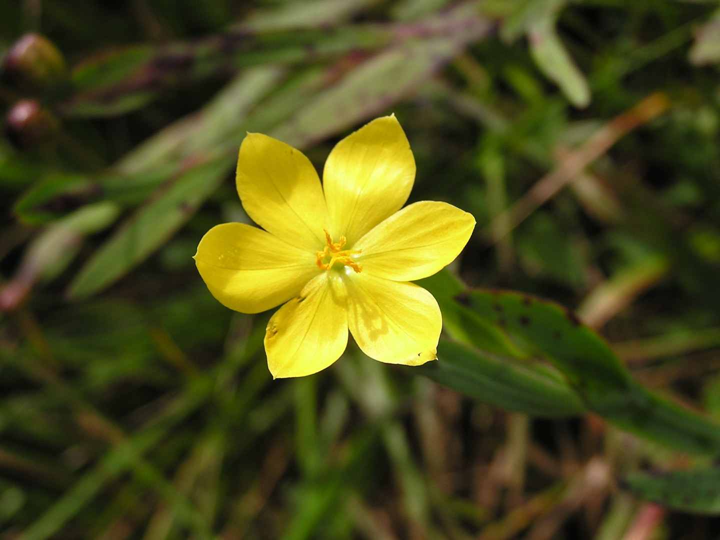flores 2 ernesto v castro.jpg — Instituto Chico Mendes de Conservação ...