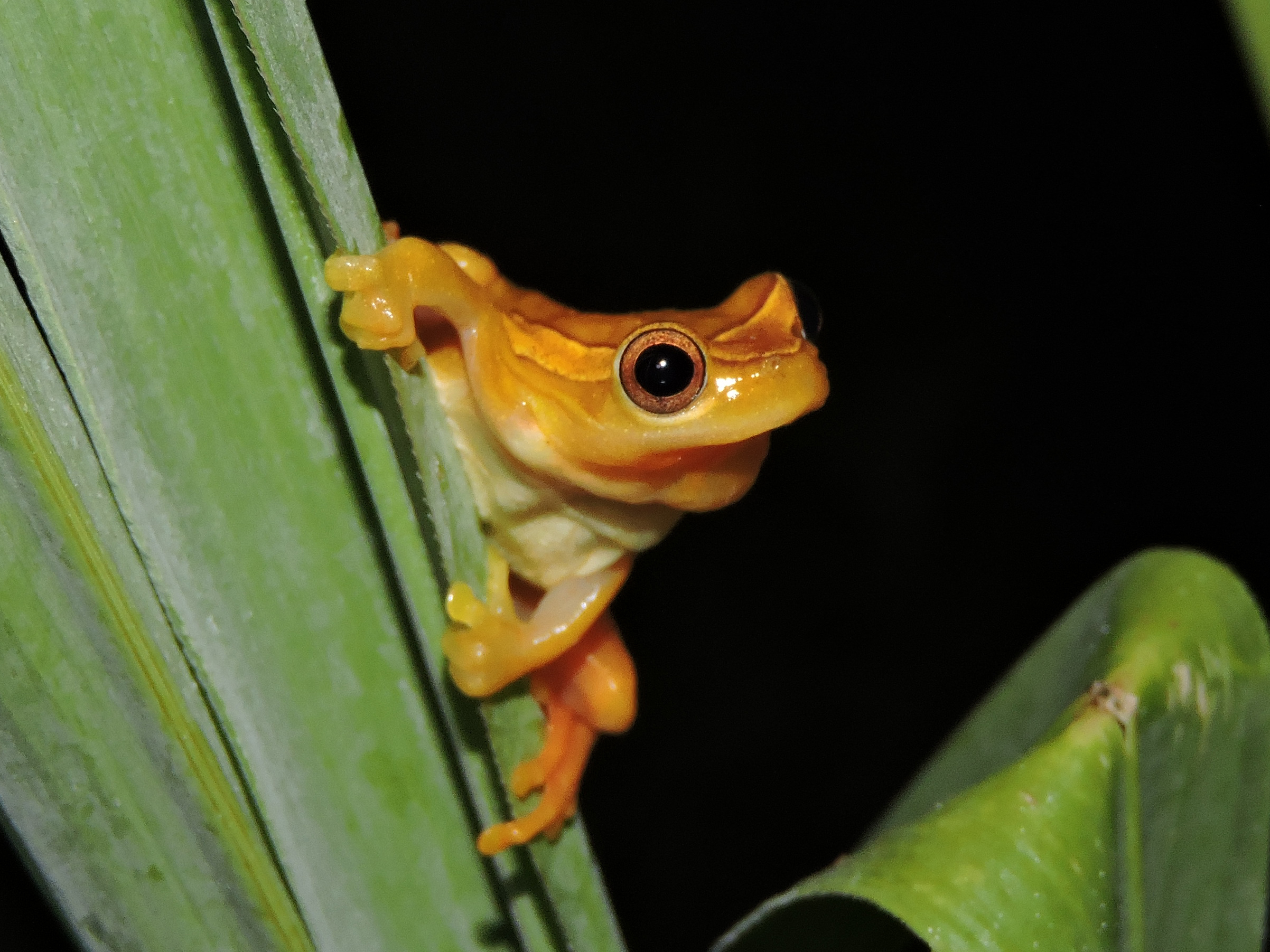 Banco de Imagens — Instituto Chico Mendes de Conservação da Biodiversidade