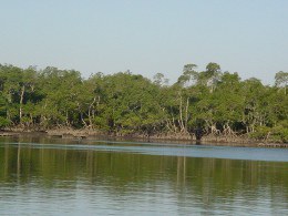 mandira.jpg — Instituto Chico Mendes de Conservação da Biodiversidade