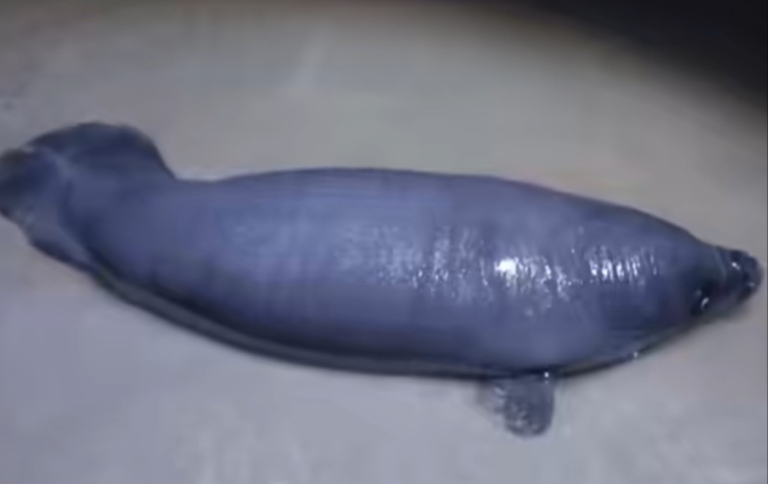 Filhote de Peixe-boi-marinho é resgatado após encalhe na APA do ...