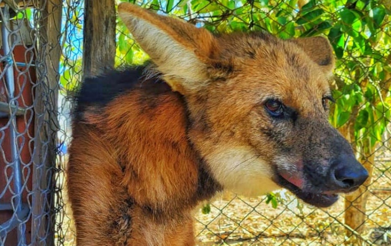 Loba-guará é resgatada no nordeste de Goiás — Instituto Chico Mendes de ...