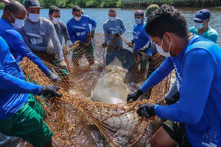 Peixe-boi marinho retorna à natureza no litoral alagoano — Instituto ...