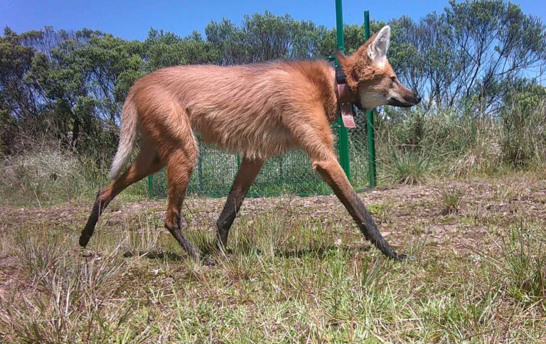 Registro inédito no Parque Nacional da Serra Geral dá início ao ...