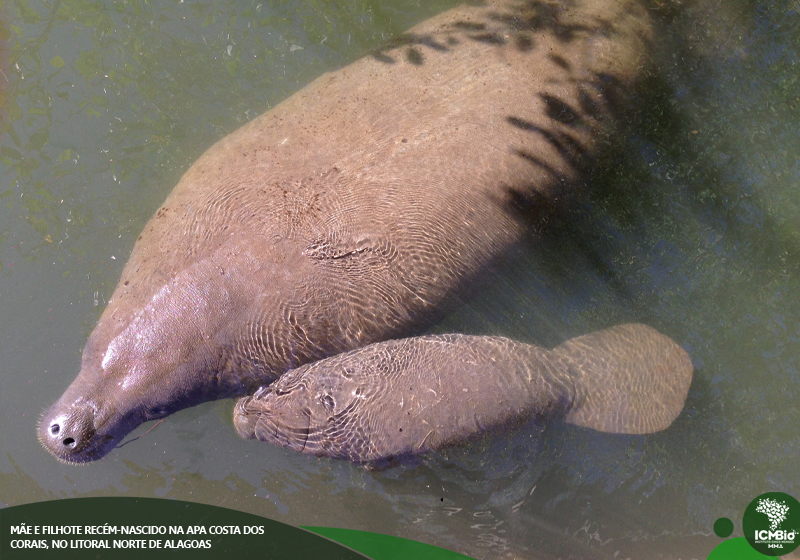 Nasce mais um filhote de peixe-boi — Instituto Chico Mendes de ...