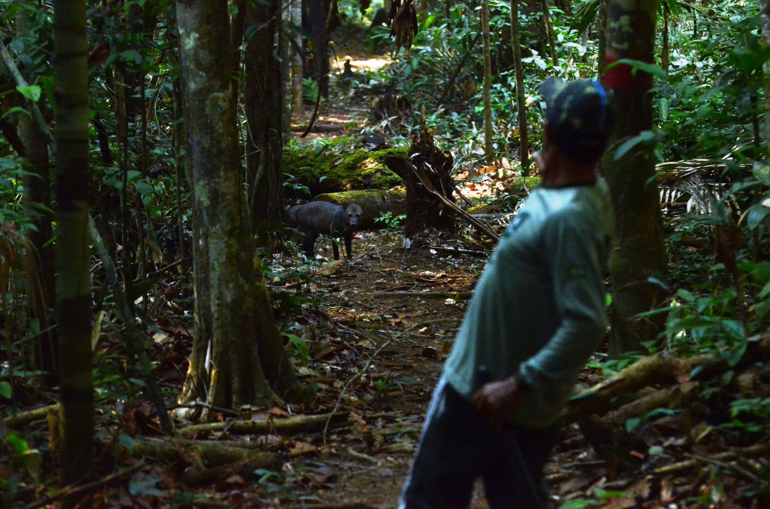 Jaru registra 223 espécies de mamíferos e aves — Instituto Chico Mendes ...