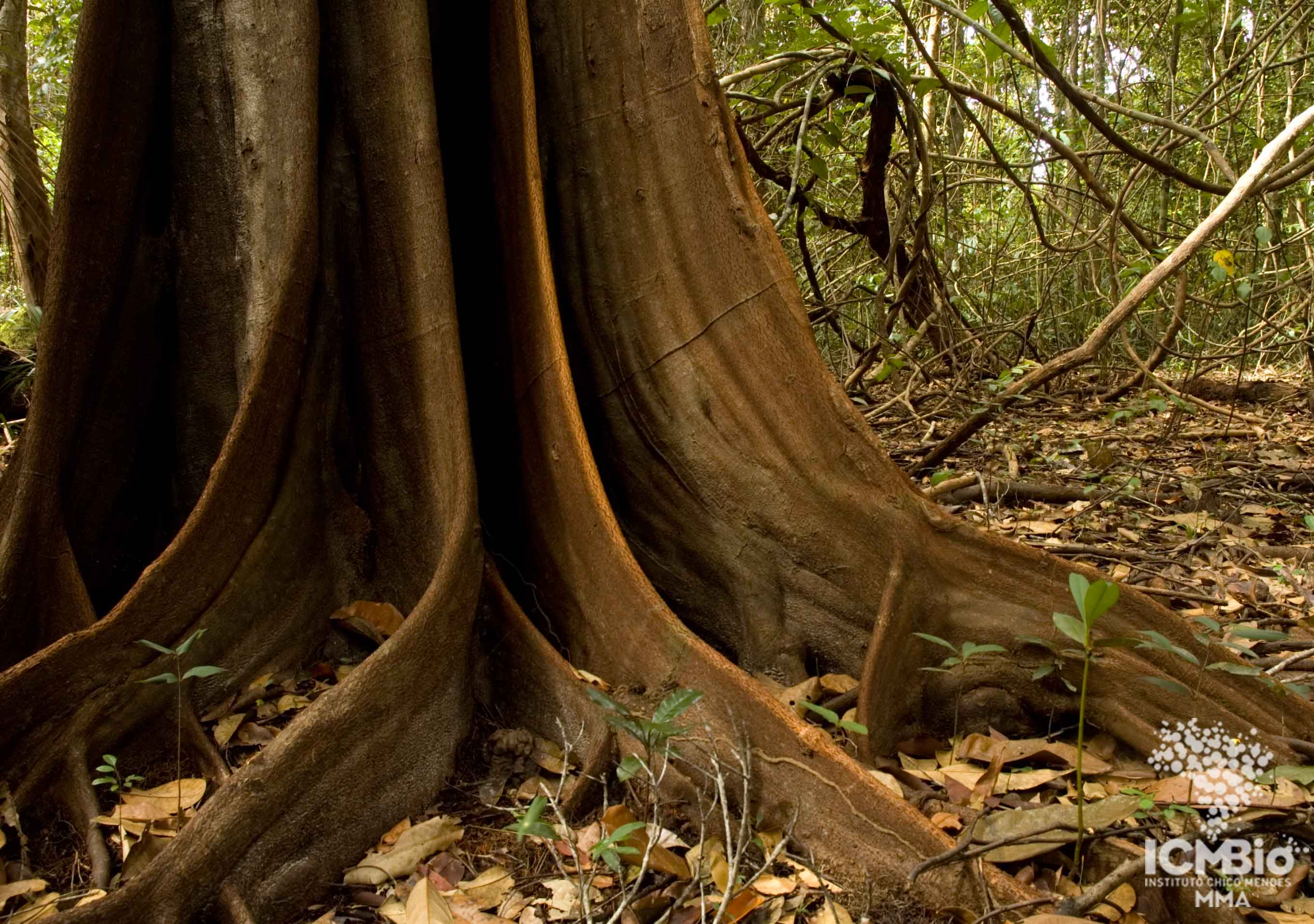 Oito UC da Amazônia que você tem que conhecer — Instituto Chico Mendes ...