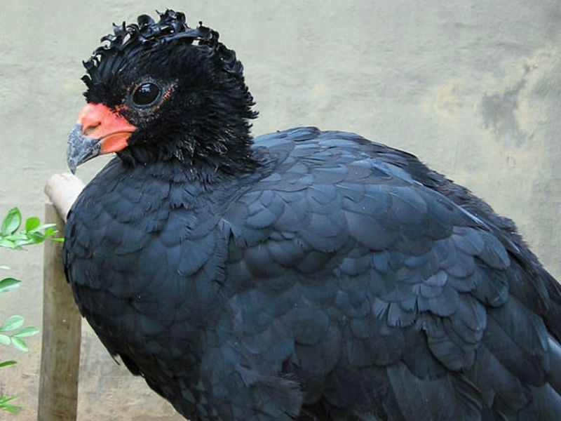 Aprovado plano para proteger o Mutum-do-sudeste — Instituto Chico ...