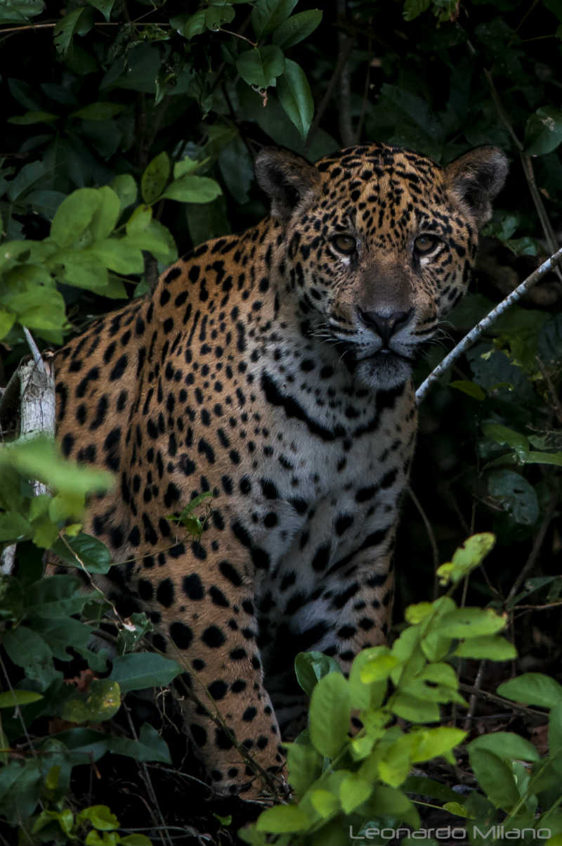 Revista Science destaca risco de extinção da onça-pintada — Instituto ...