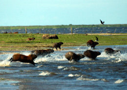 Estação Ecológica do Taim será ampliada — Instituto Chico Mendes de ...