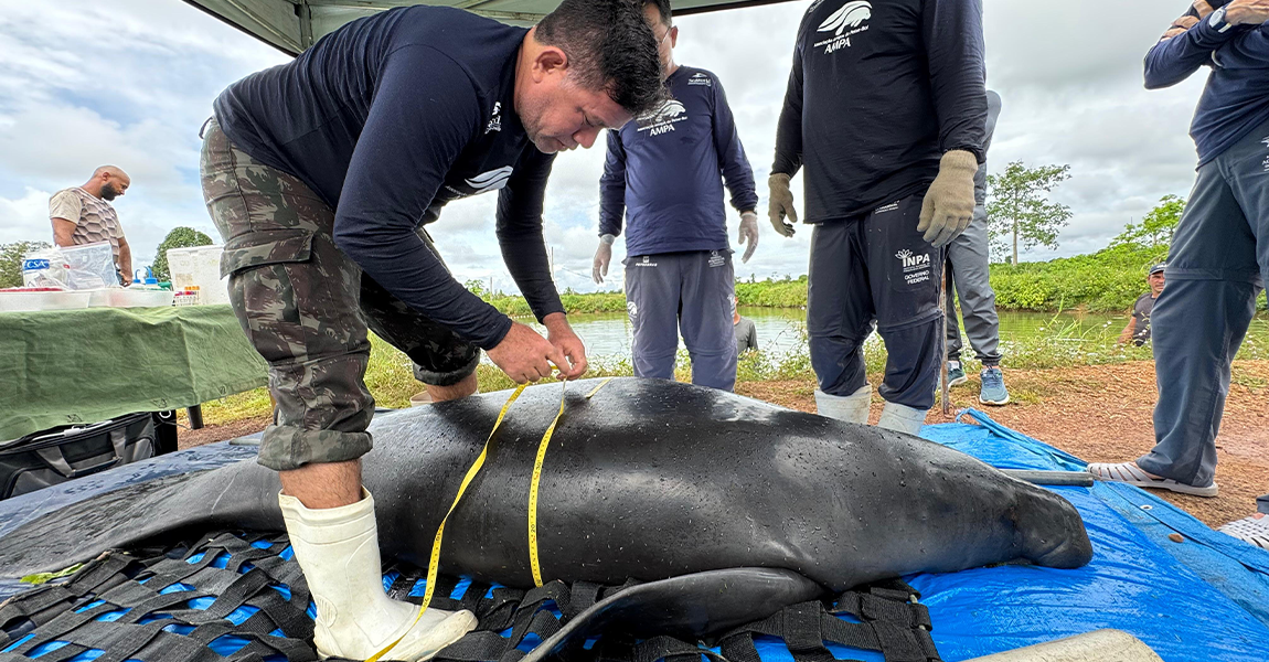 Projeto Peixe-boi avalia saúde de 13 animais para soltura nos rios ...