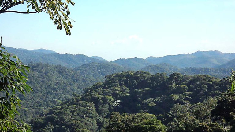 Illustrated guide helps identify trees in ReBio Tinguá with a new ...