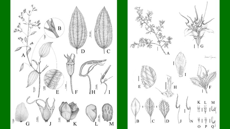 JBRJ researchers discover new species of Colombian flora — Instituto de ...