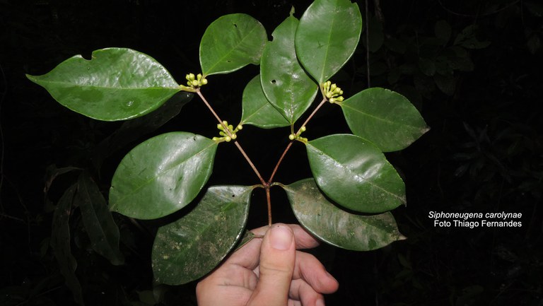 Researchers at Rio's Botanical Garden have discovered a new species of ...