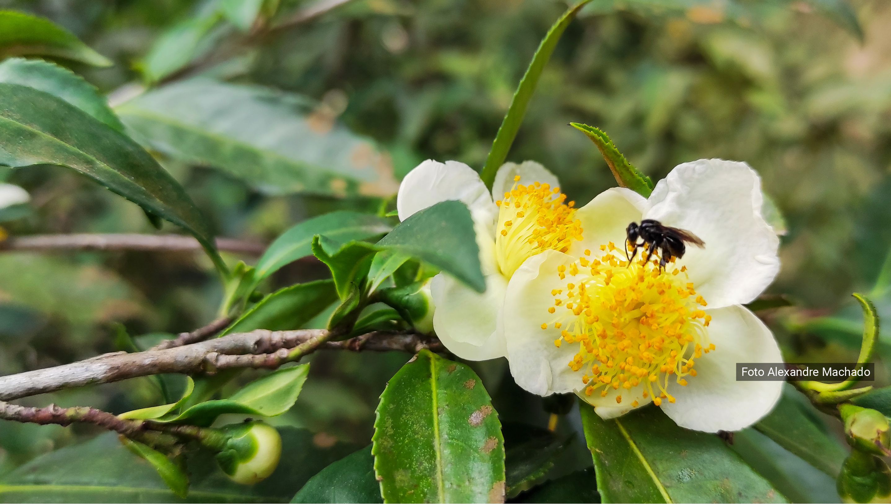 Rio Botanical Garden celebrates 217 years with the launch of the Spice ...