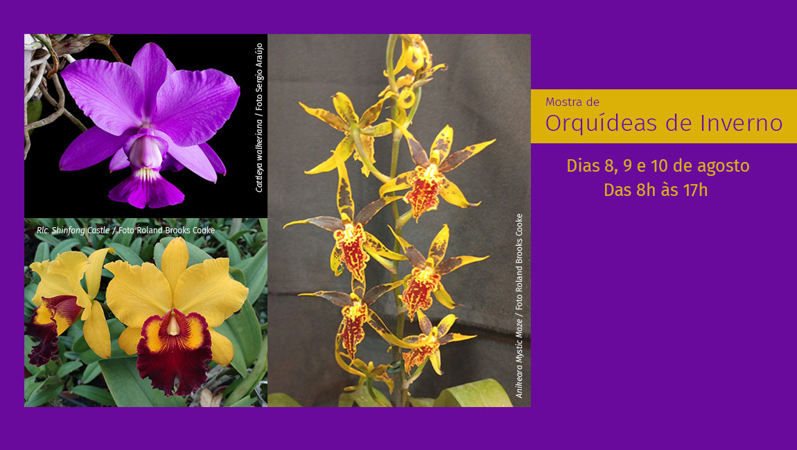 The beauty of winter orchids on display at the Rio Botanical Garden ...