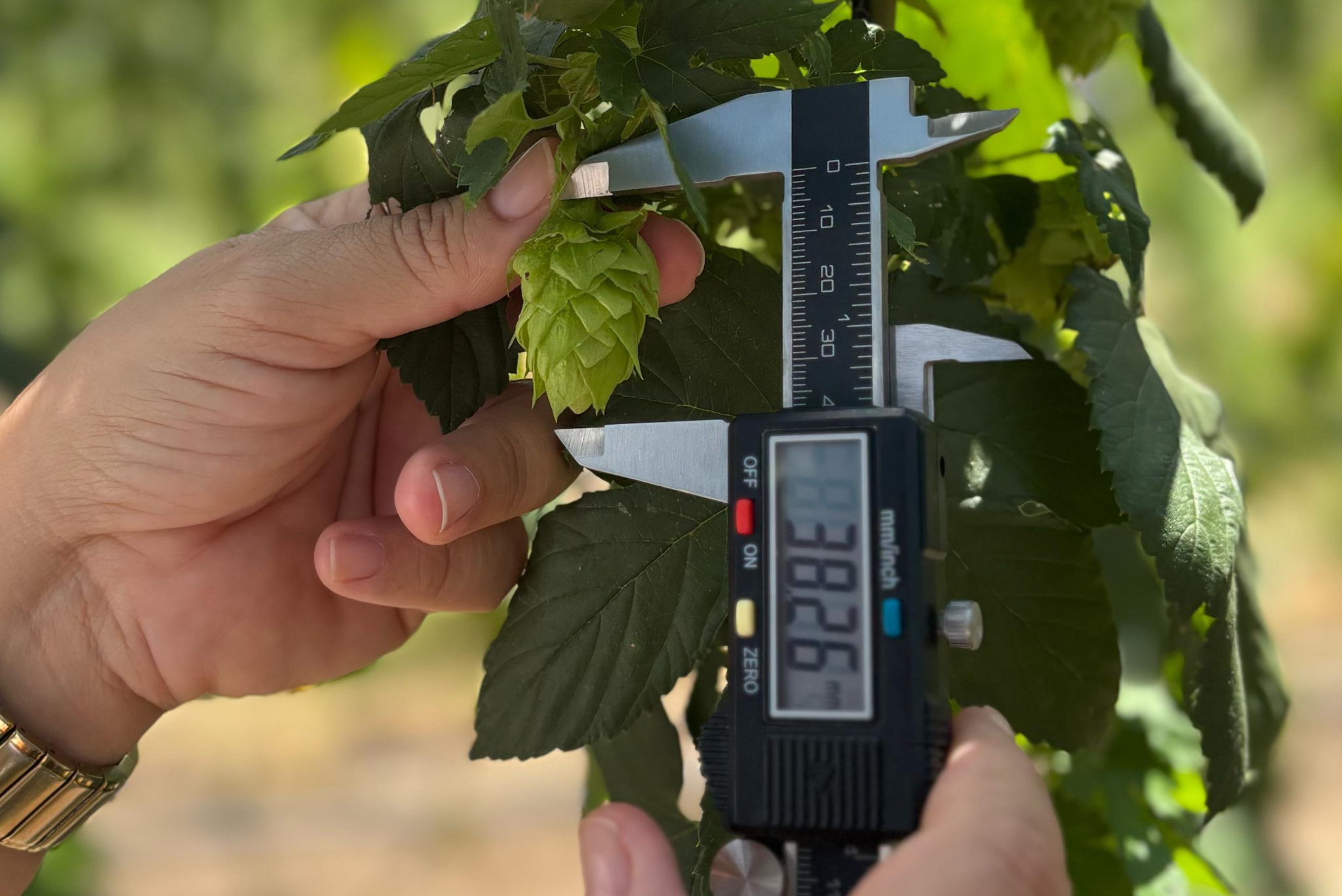 Pesquisa do Cetene aposta na produção de lúpulo no Nordeste ...