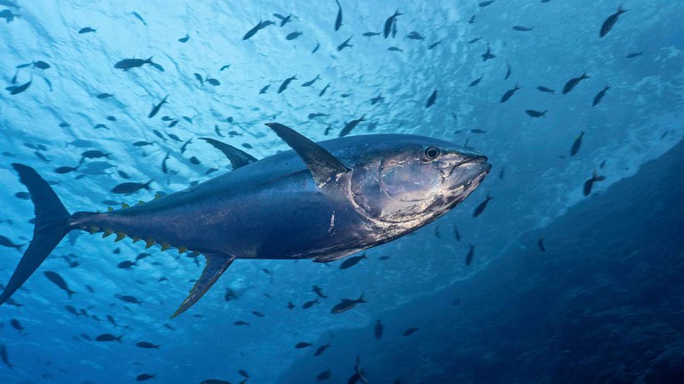 Painel de Monitoramento da Pesca de Atuns e Afins exibe números atualizados dessa pesca em 2024 ...