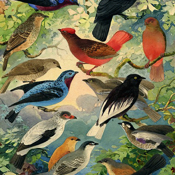 Exposição Fauna e Flora chega ao Museu Goeldi — Museu Paraense Emílio ...