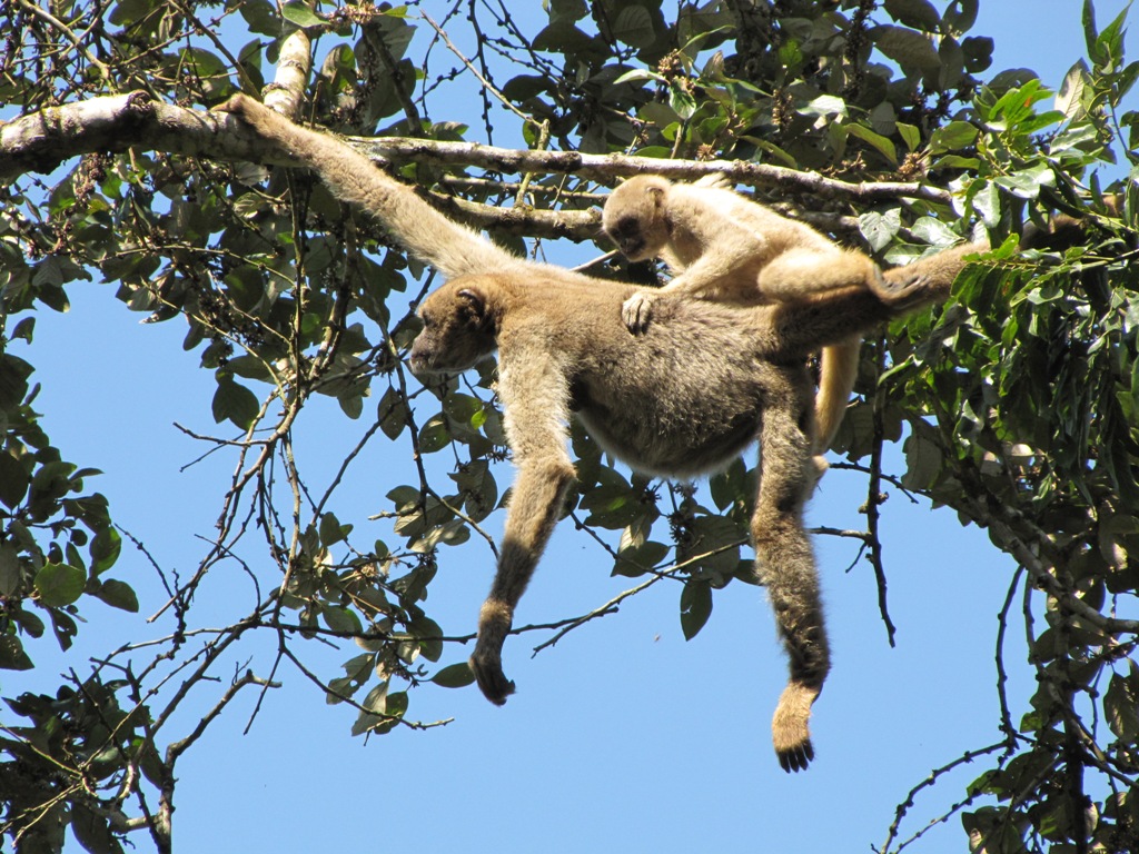 Conservação de muriquis é tema de encontro no Museu de Biologia Mello ...