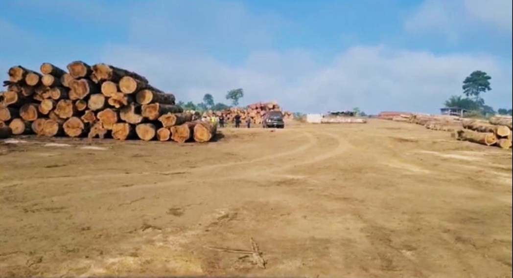 PF investiga práticas ilegais de madeireiras que atuam em Buritis/RO ...