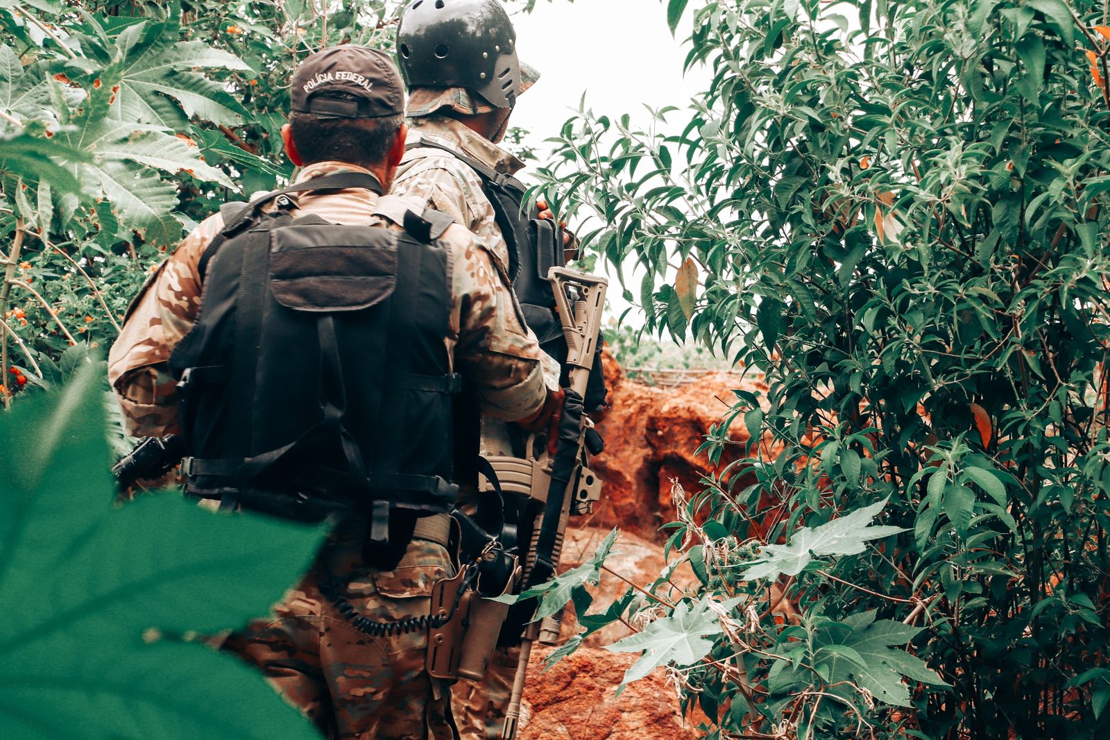 Polícia Federal deflagra a Operação Phaseoli IV e erradica 256 mil pés ...