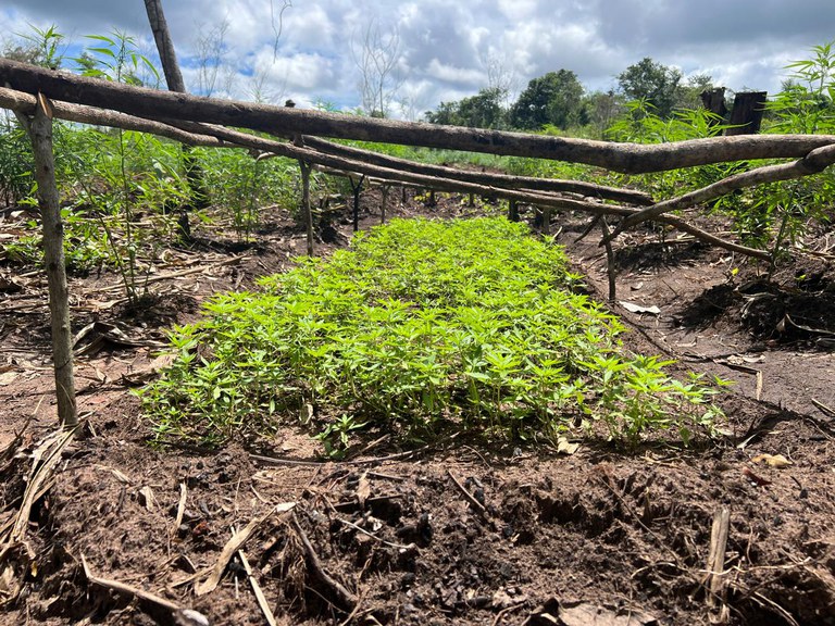 PF deflagra a Operação Terra Livre para erradicação de plantios de ... PF deflagra a Operação Terra Livre para erradicação de plantios de ...