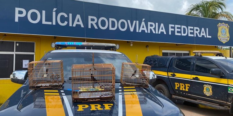 PRF apreende três curiós, em Itaituba/PA — Polícia Rodoviária Federal