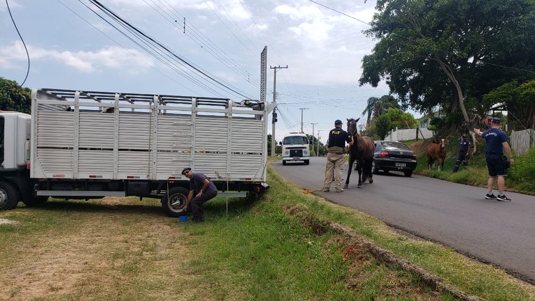 PRF e Prefeitura Municipal de Santana do Livramento recolhem animais de ...